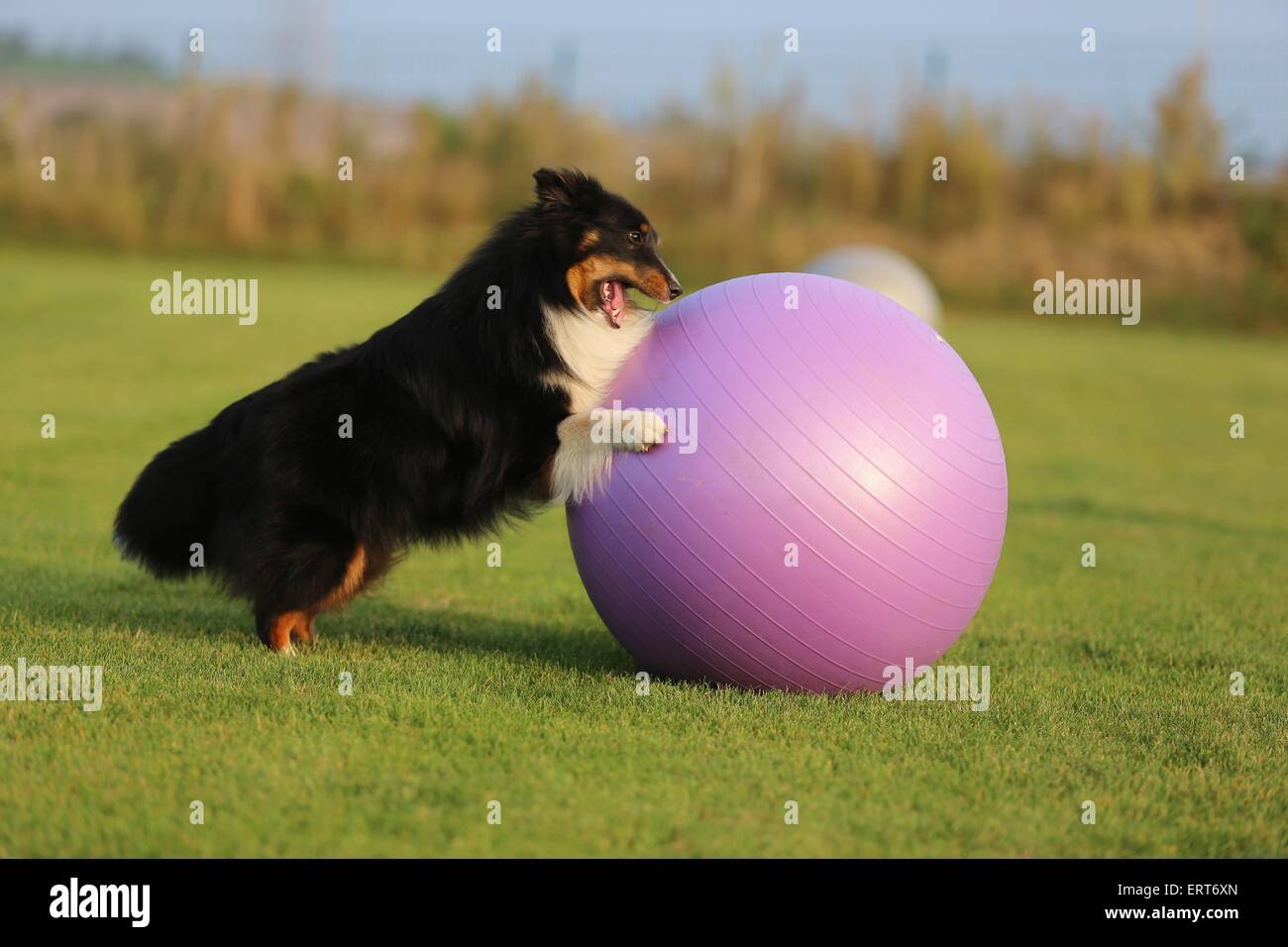 playing Shetland Sheepdog Stock Photo - Alamy