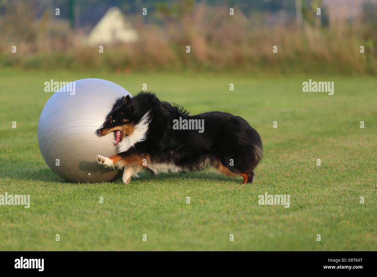 playing Shetland Sheepdog Stock Photo - Alamy