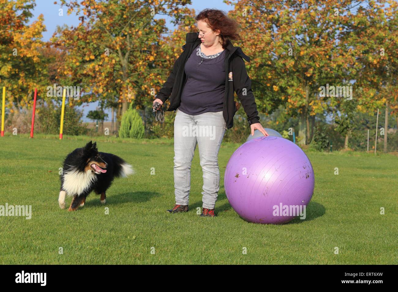 Sheltie trotting hi-res stock photography and images - Alamy