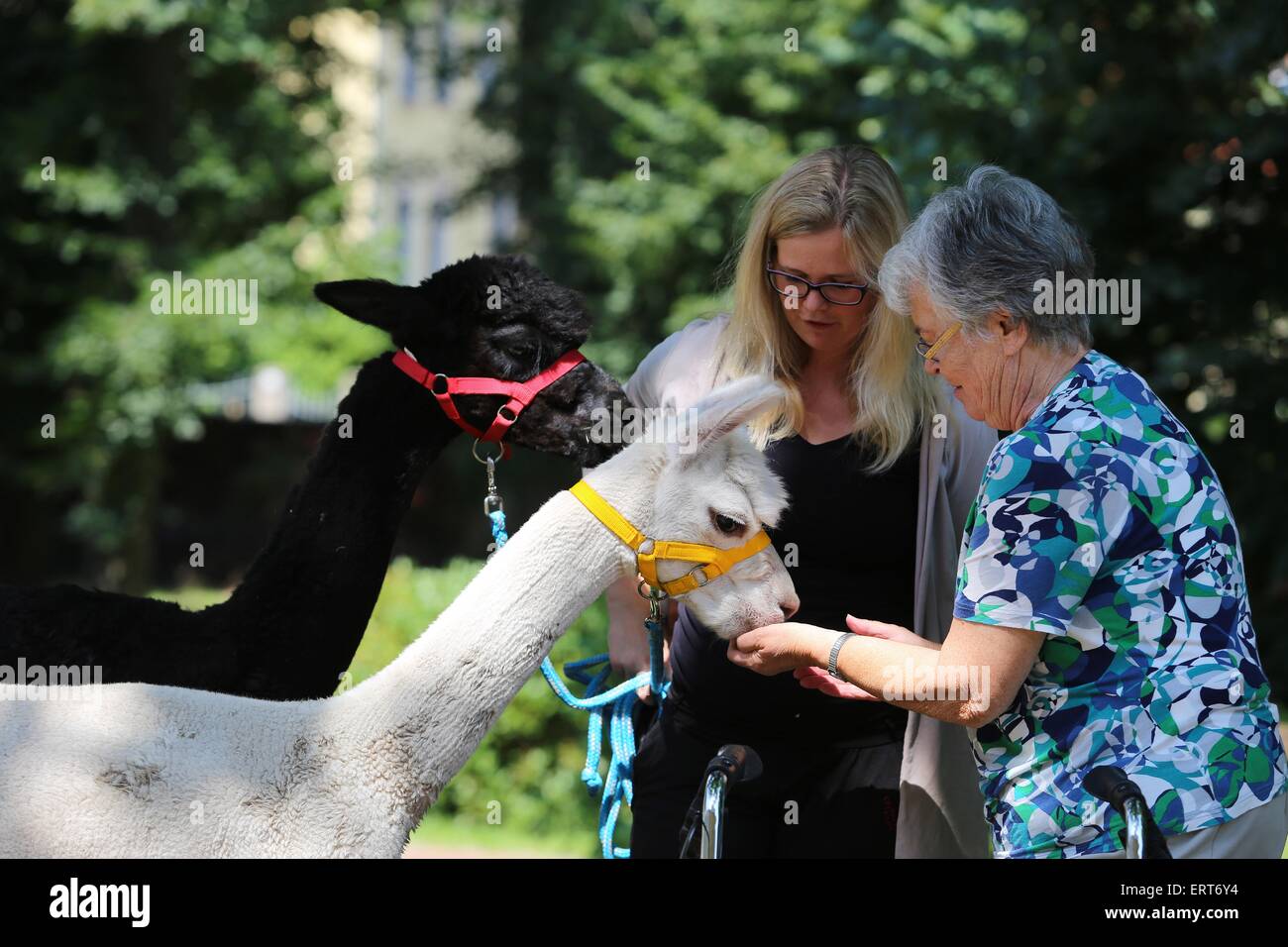 Animal assisted therapy hi-res stock photography and images - Alamy