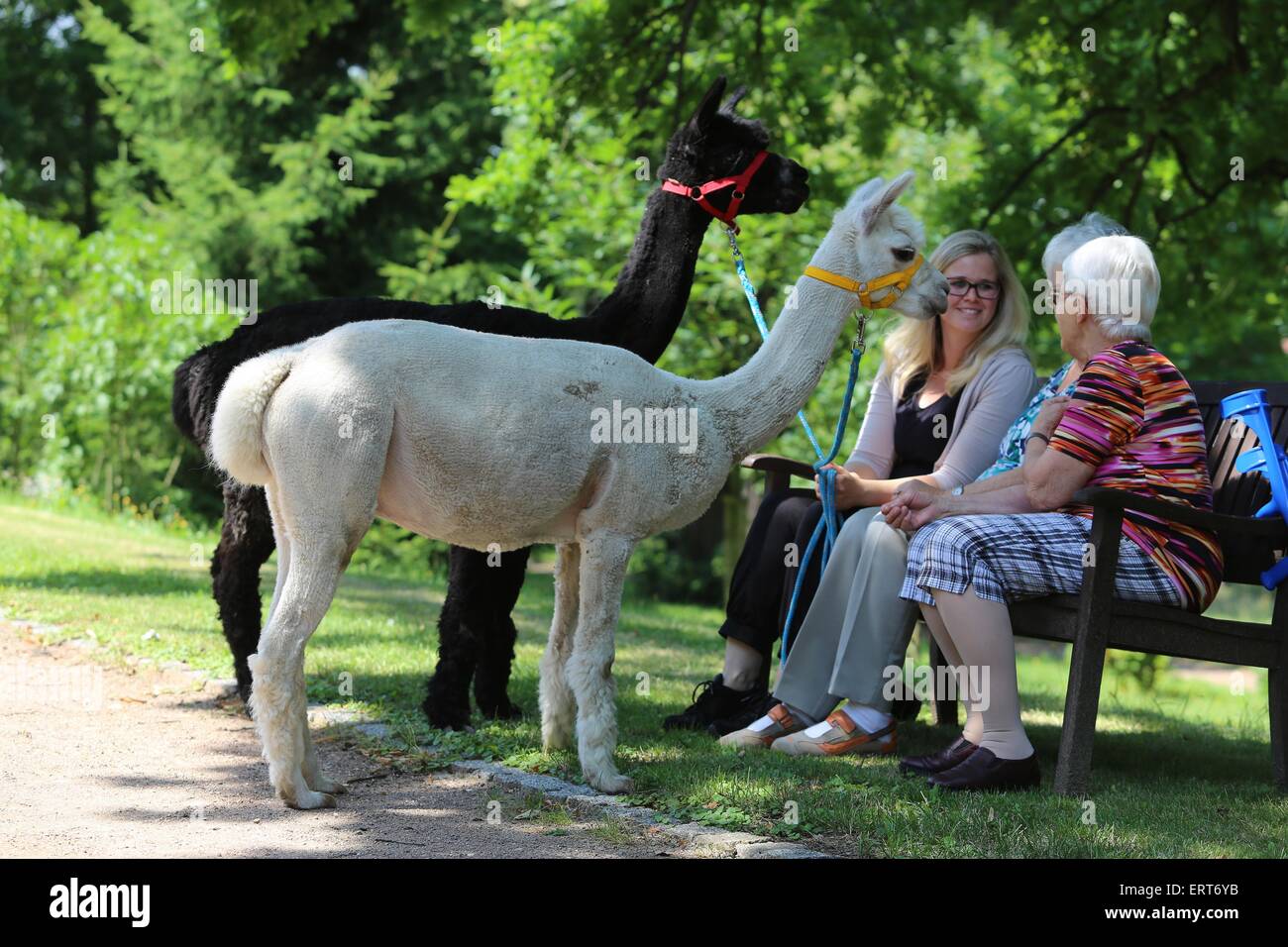 Animal therapy elderly hi-res stock photography and images - Alamy