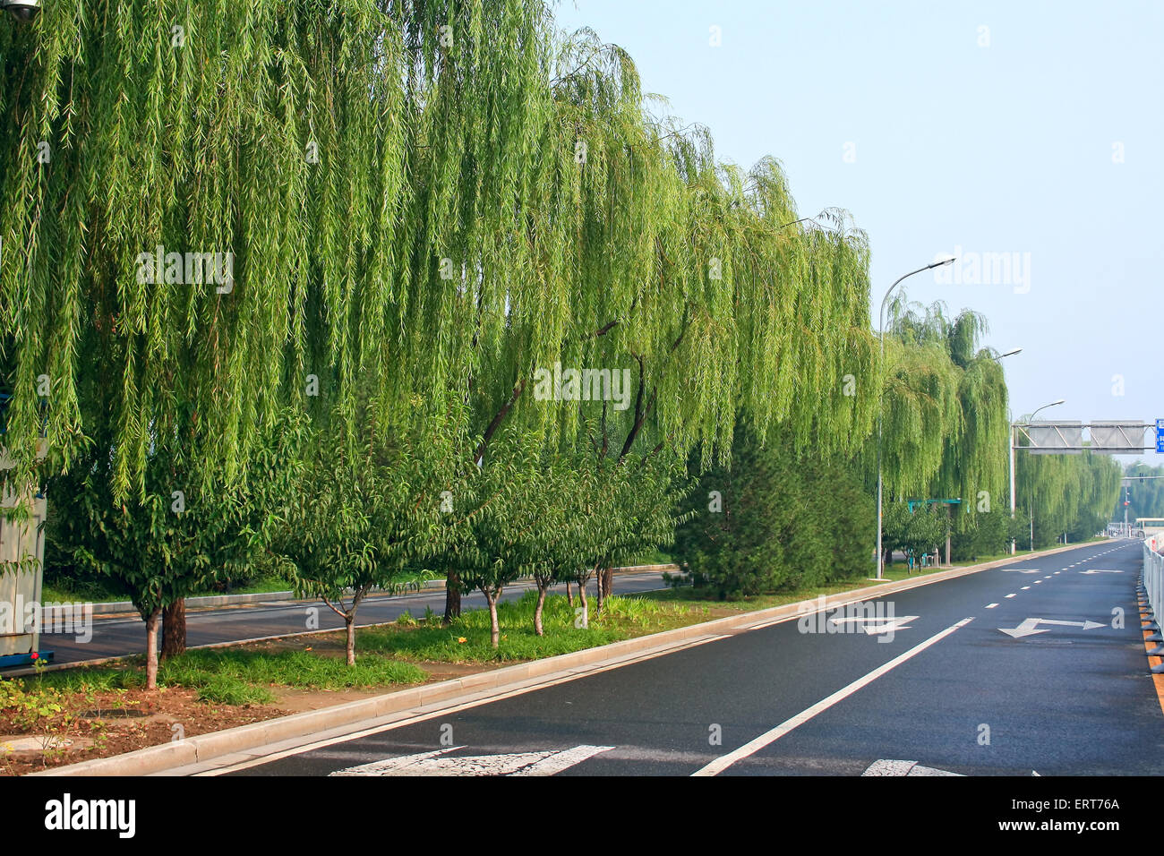 Weeping pitch hi-res stock photography and images - Alamy