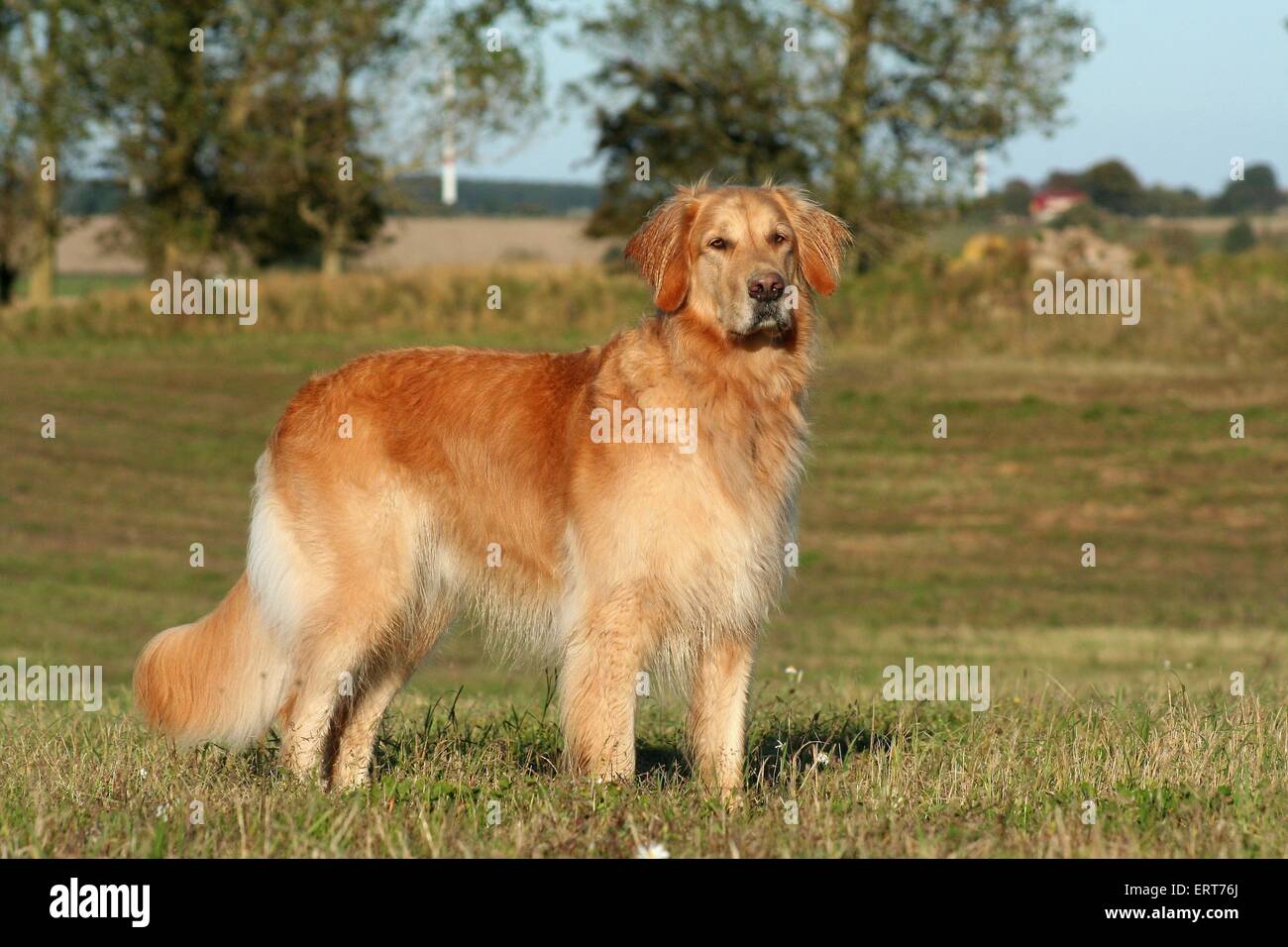 standing Golden Retriever Stock Photo - Alamy