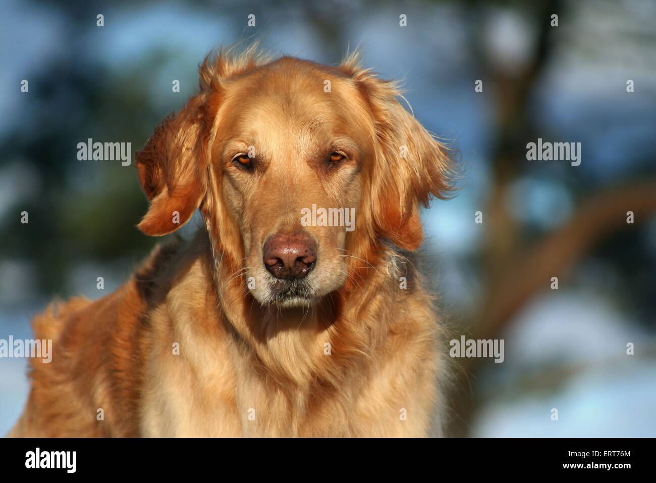 Golden Retriever Portrait Stock Photo - Alamy