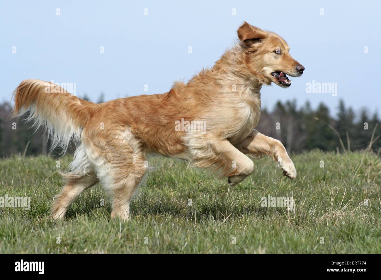 running Golden Retriever Stock Photo - Alamy