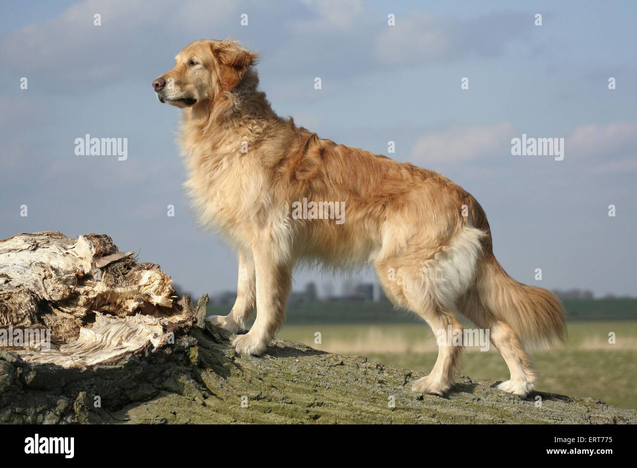standing Golden Retriever Stock Photo - Alamy