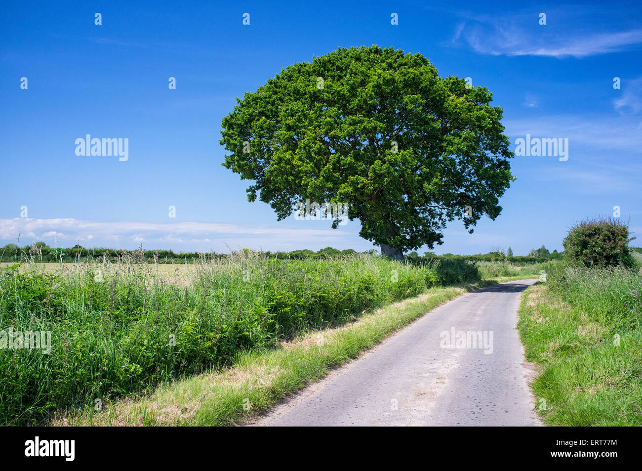 Country Lane with Single Oak Tree and Blue Sky Stock Photo - Alamy