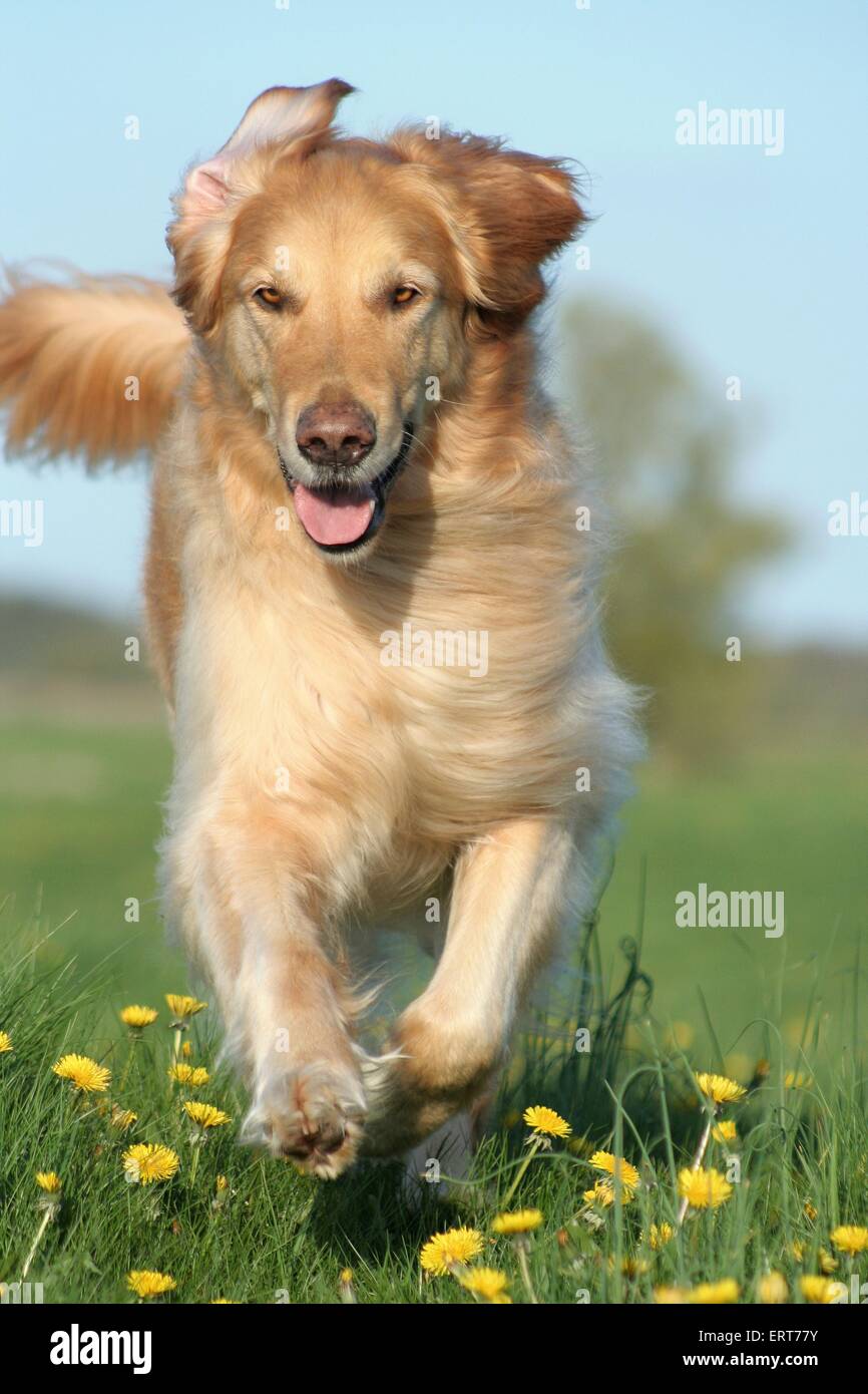 running Golden Retriever Stock Photo - Alamy