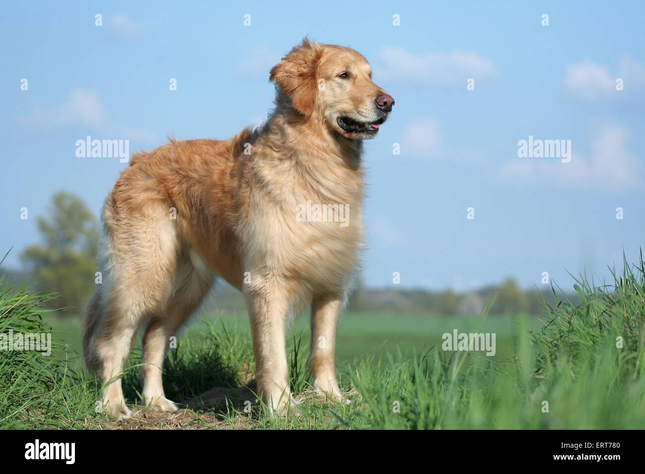 standing Golden Retriever Stock Photo - Alamy