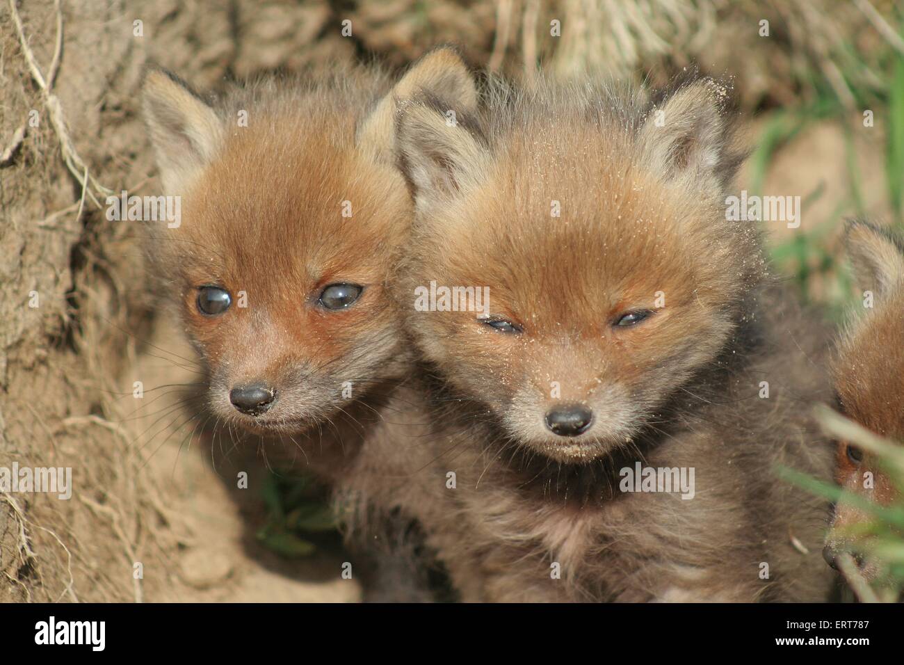 young red fox Stock Photo - Alamy