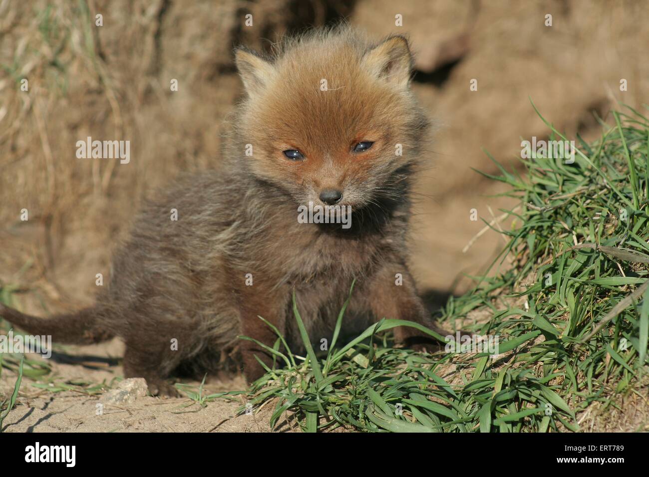 young red fox Stock Photo - Alamy