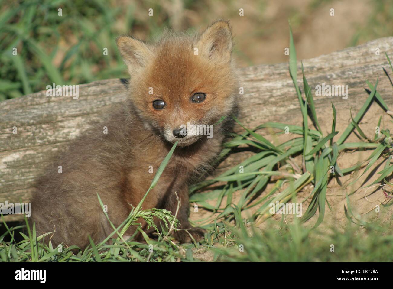young red fox Stock Photo - Alamy