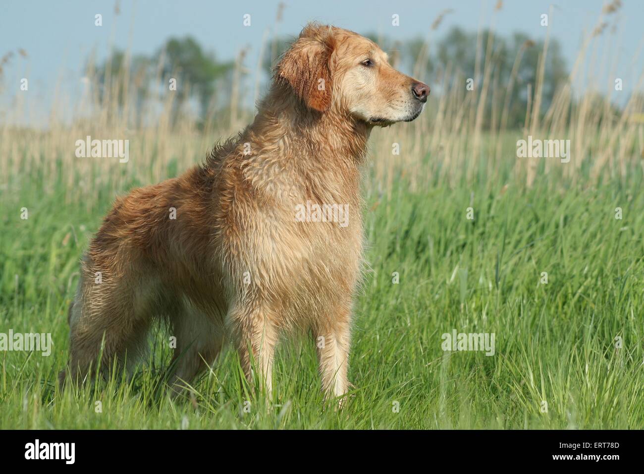 standing Golden Retriever Stock Photo - Alamy