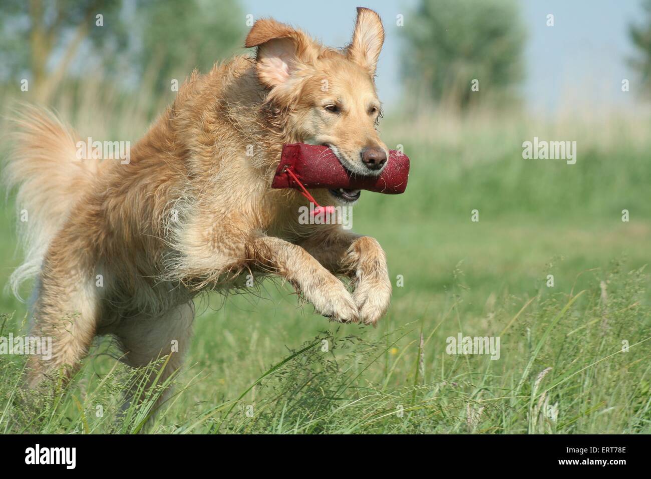 Golden Retriever retrieves Dummy Stock Photo - Alamy