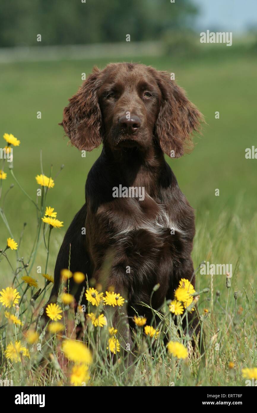 German Longhaired Pointer Stock Photo - Alamy
