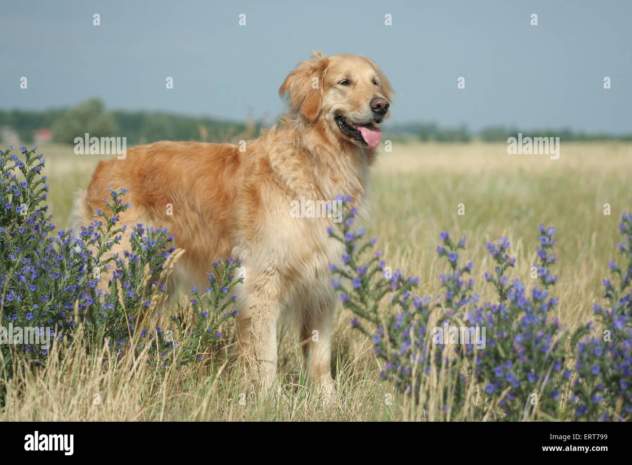 standing Golden Retriever Stock Photo - Alamy