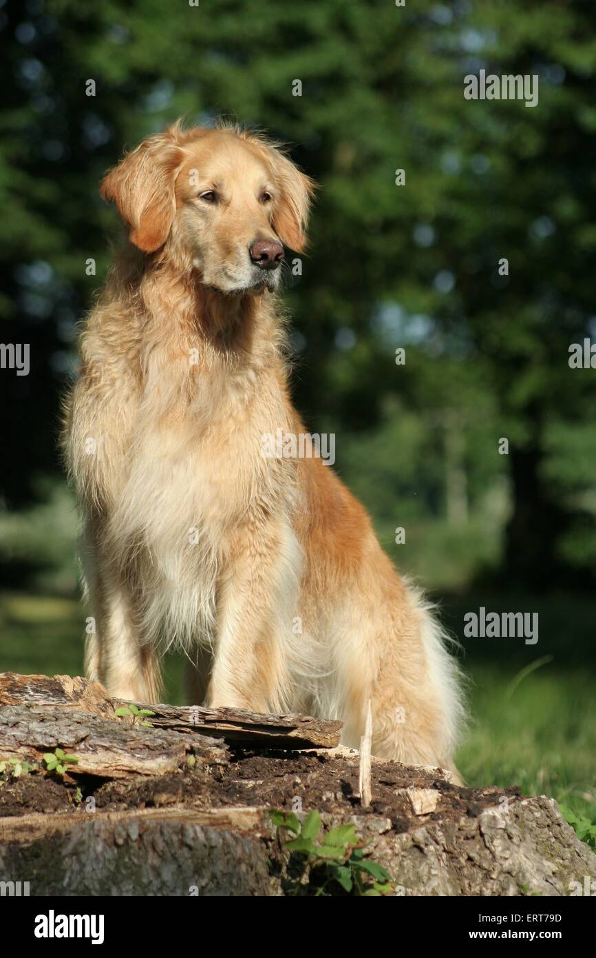 Golden trunks hi-res stock photography and images - Alamy