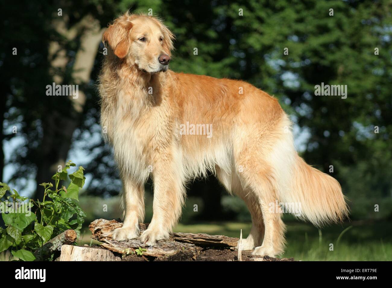 View golden trees stand hi-res stock photography and images - Alamy
