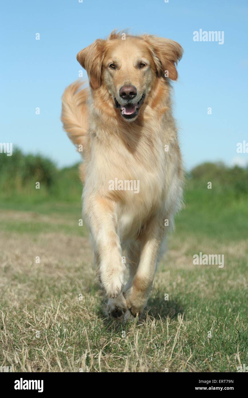 running Golden Retriever Stock Photo - Alamy