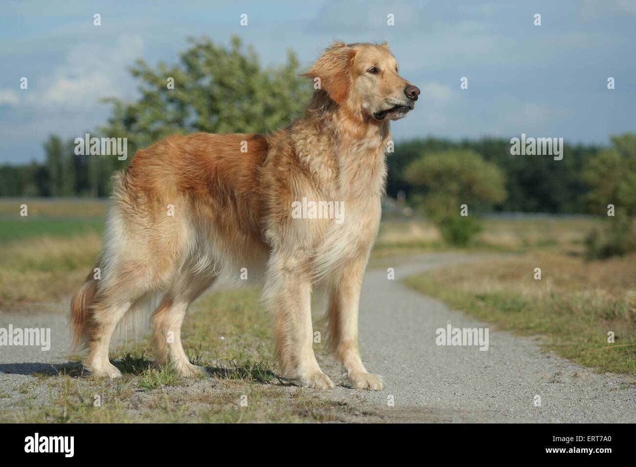standing Golden Retriever Stock Photo - Alamy