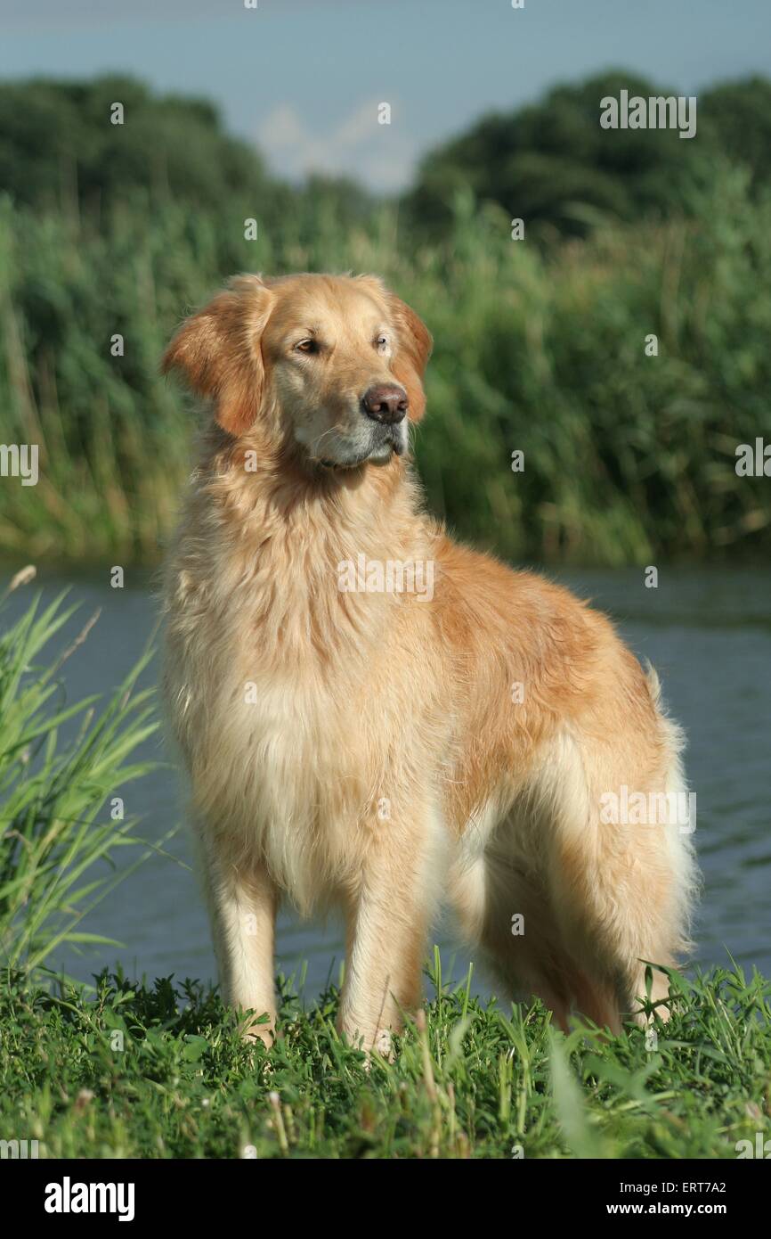 standing Golden Retriever Stock Photo - Alamy