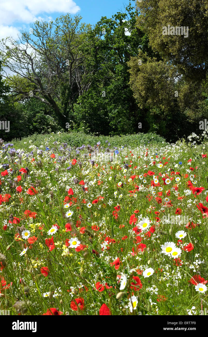 Wildflower meadow england hi-res stock photography and images - Alamy
