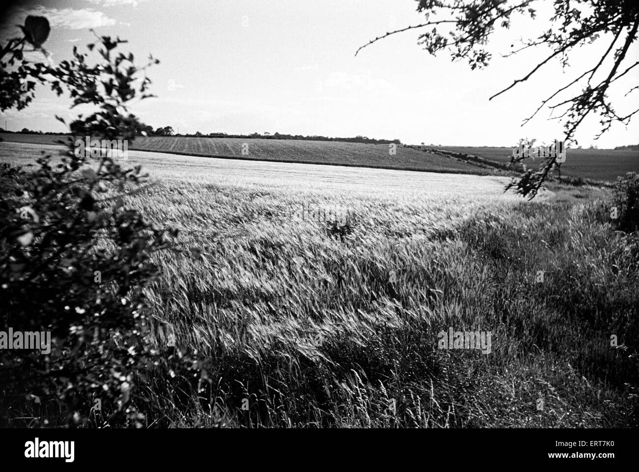 Broxted hi-res stock photography and images - Alamy