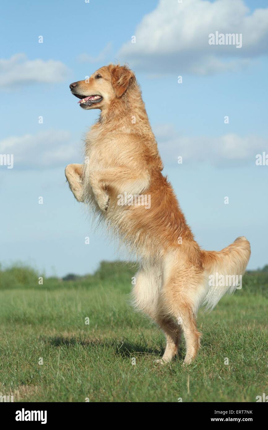 Golden legs hi-res stock photography and images - Alamy