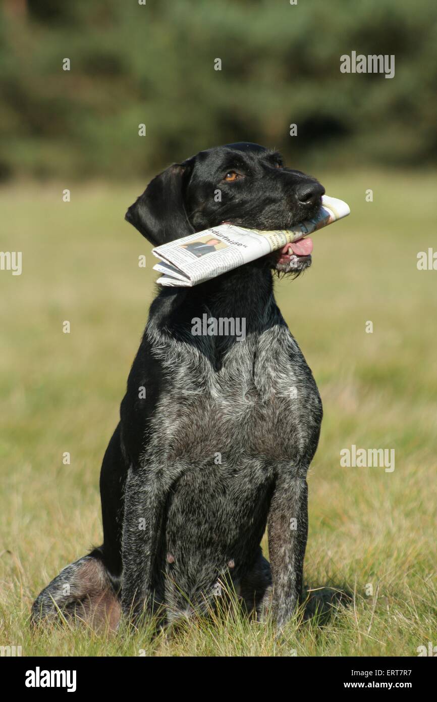 German wirehaired Pointer Stock Photo - Alamy