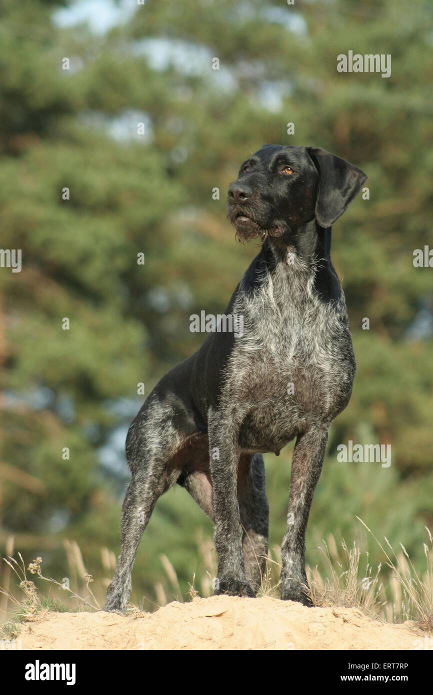 German wirehaired Pointer Stock Photo - Alamy