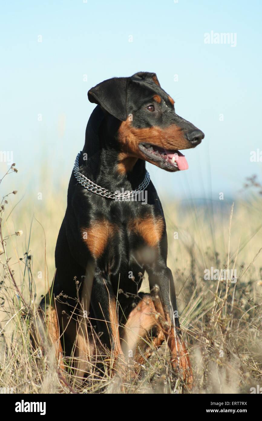 Standard pinschers hi-res stock photography and images - Alamy