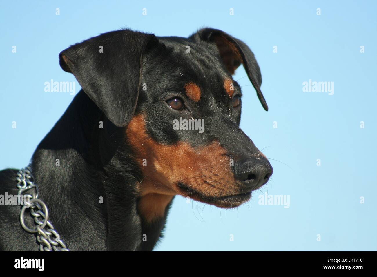 Standard pinschers hi-res stock photography and images - Alamy