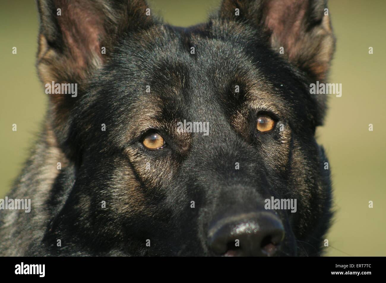 German shepherd eyes close hi-res stock photography and images - Alamy