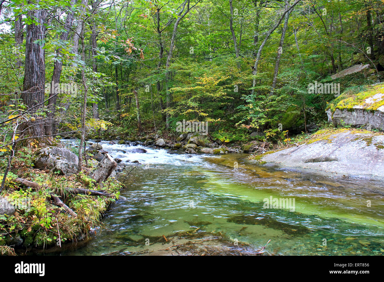 Forest landscape - dense forest and cold mountain stream Stock Photo ...