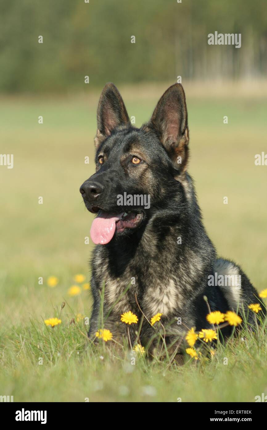 German shepherd dog flowers hi-res stock photography and images - Alamy