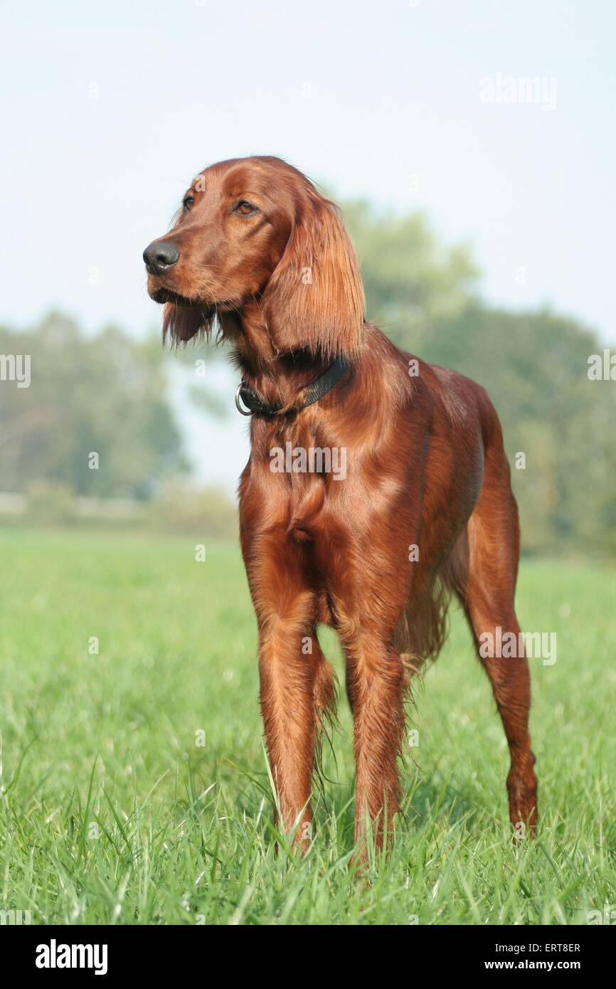 Irish Red Setter Stock Photo - Alamy
