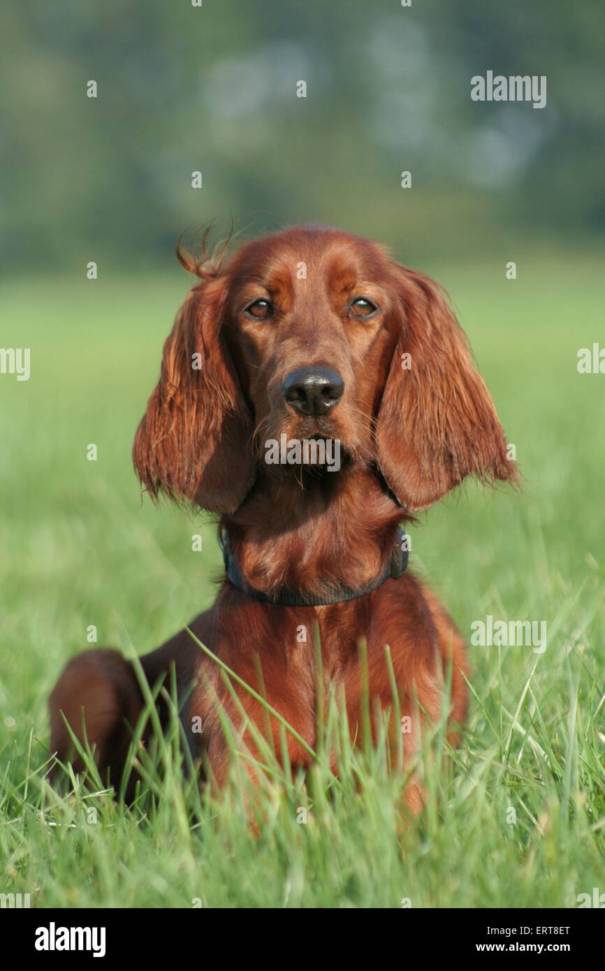 Irish Red Setter Stock Photo - Alamy