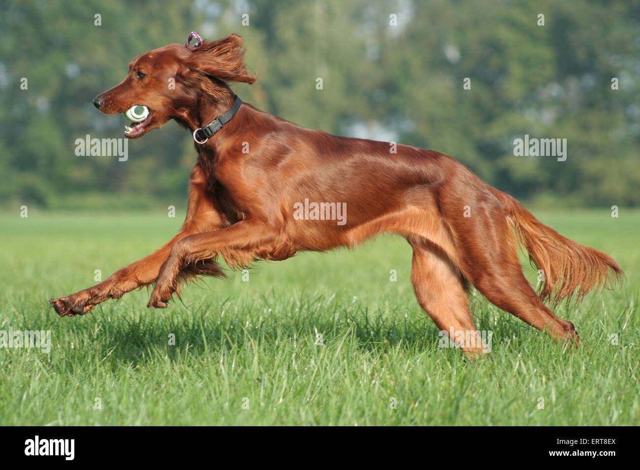 Irish Red Setter Stock Photo - Alamy