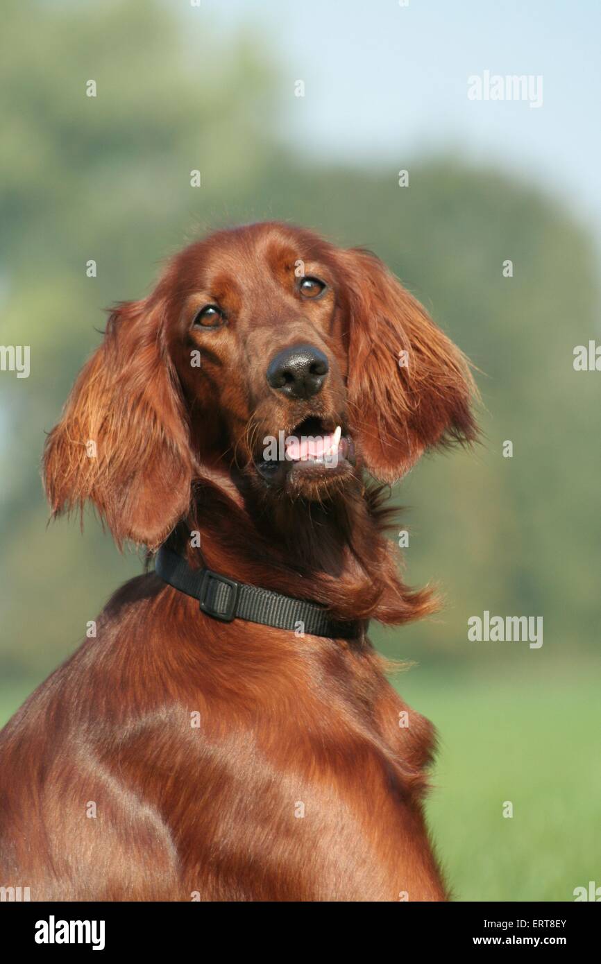 Irish Red Setter Stock Photo - Alamy