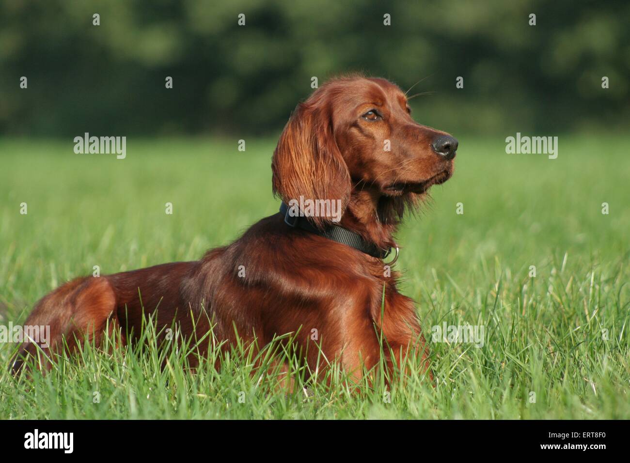 Irish Red Setter Stock Photo - Alamy