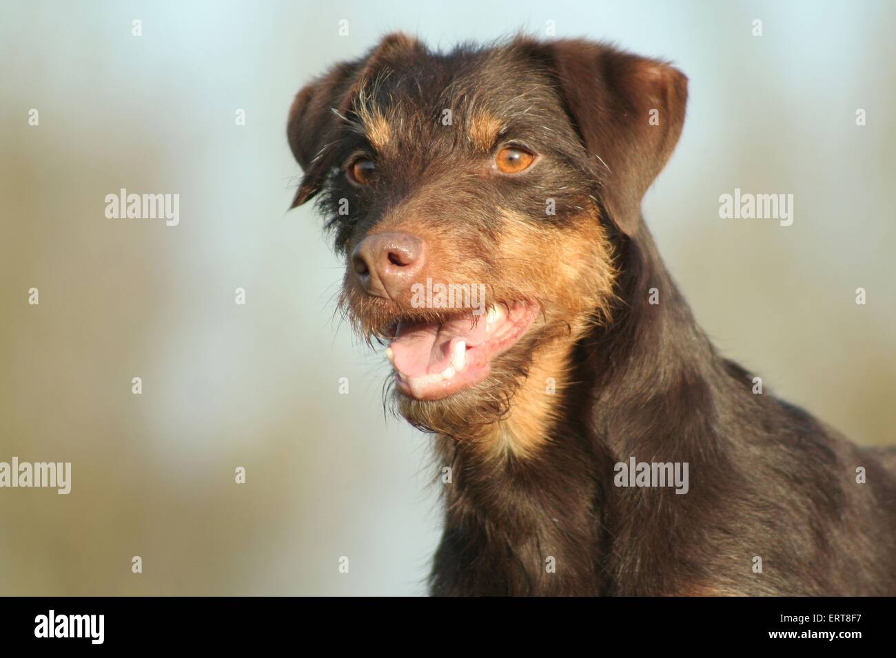 German Hunting Dog Stock Photo - Alamy