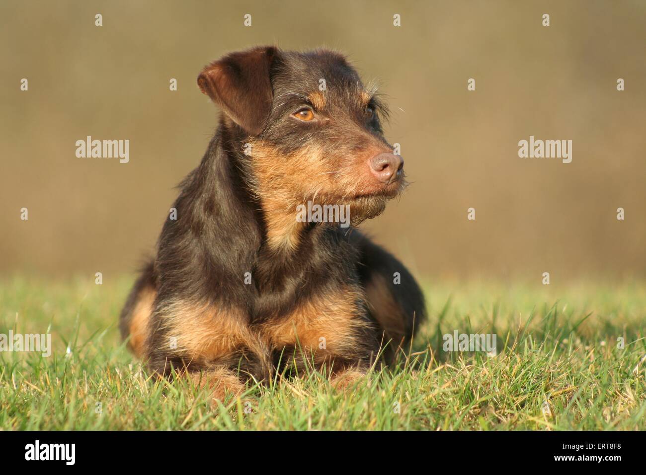 German Hunting Dog Stock Photo - Alamy