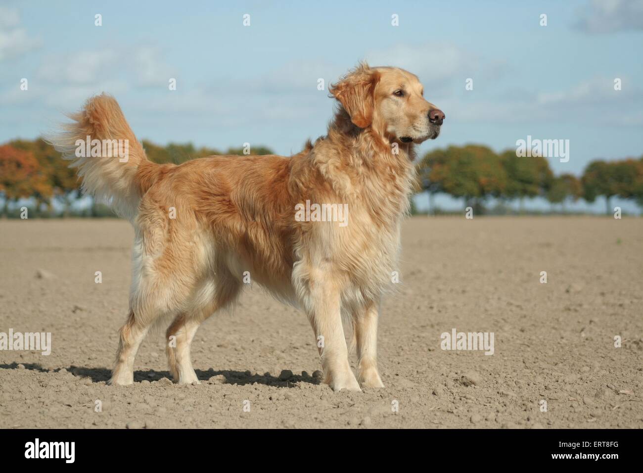 standing Golden Retriever Stock Photo - Alamy