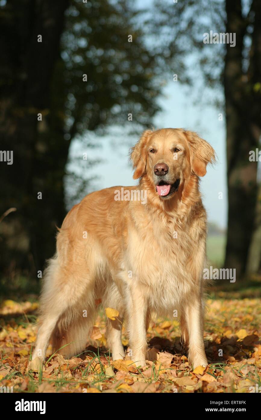 standing Golden Retriever Stock Photo - Alamy
