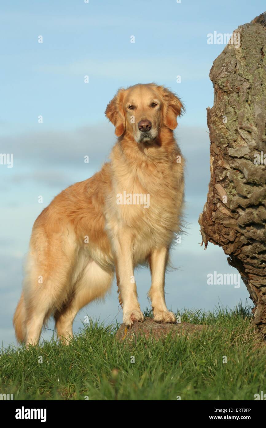 standing Golden Retriever Stock Photo - Alamy