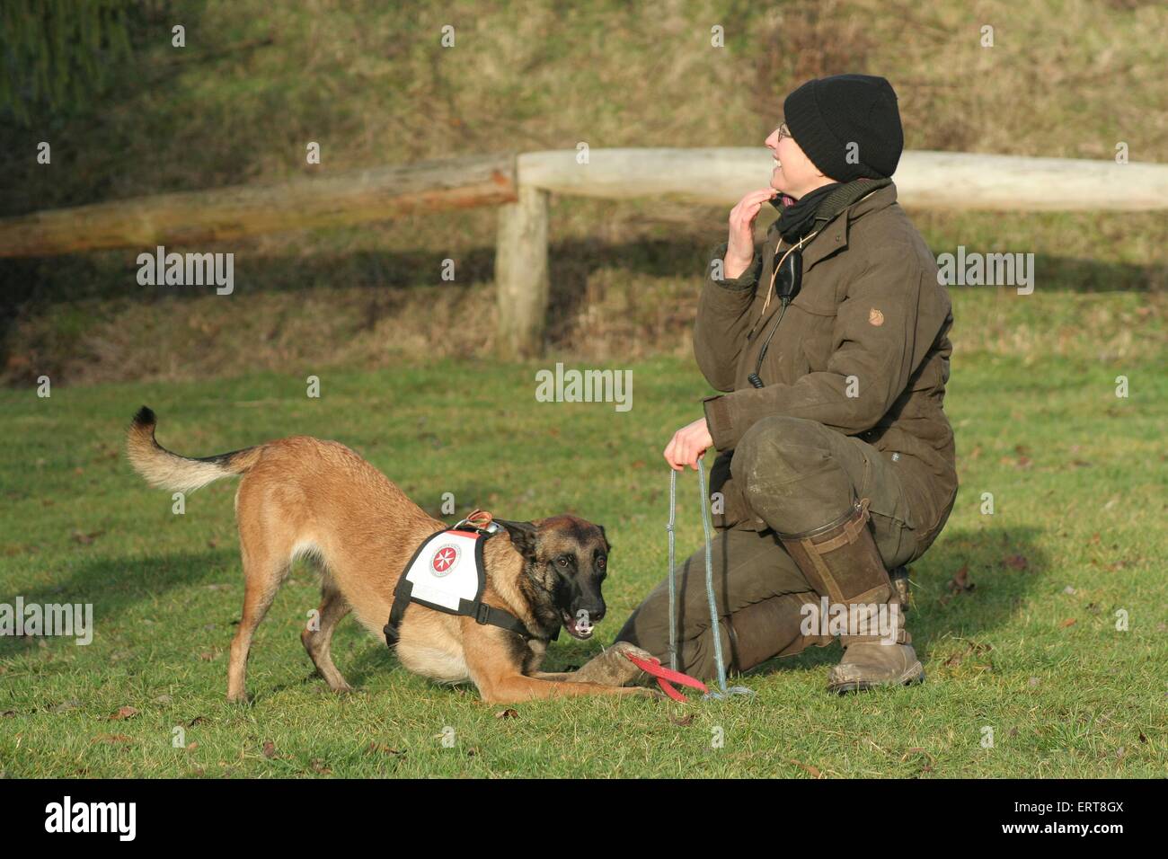 rescue dog training Stock Photo - Alamy