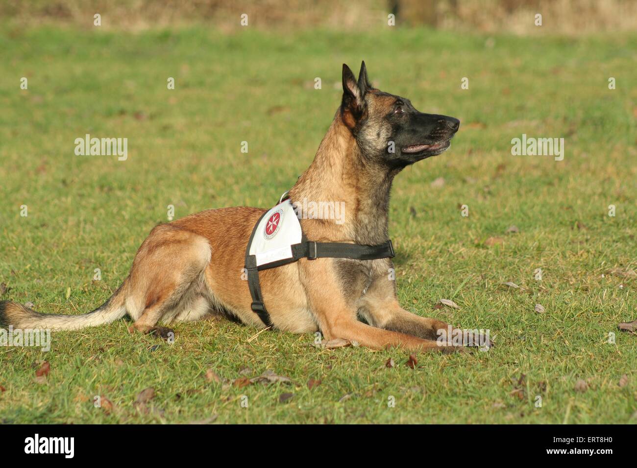 rescue dog training Stock Photo - Alamy