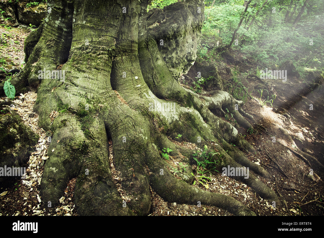 Big tree root in the forest. Natural background Stock Photo - Alamy