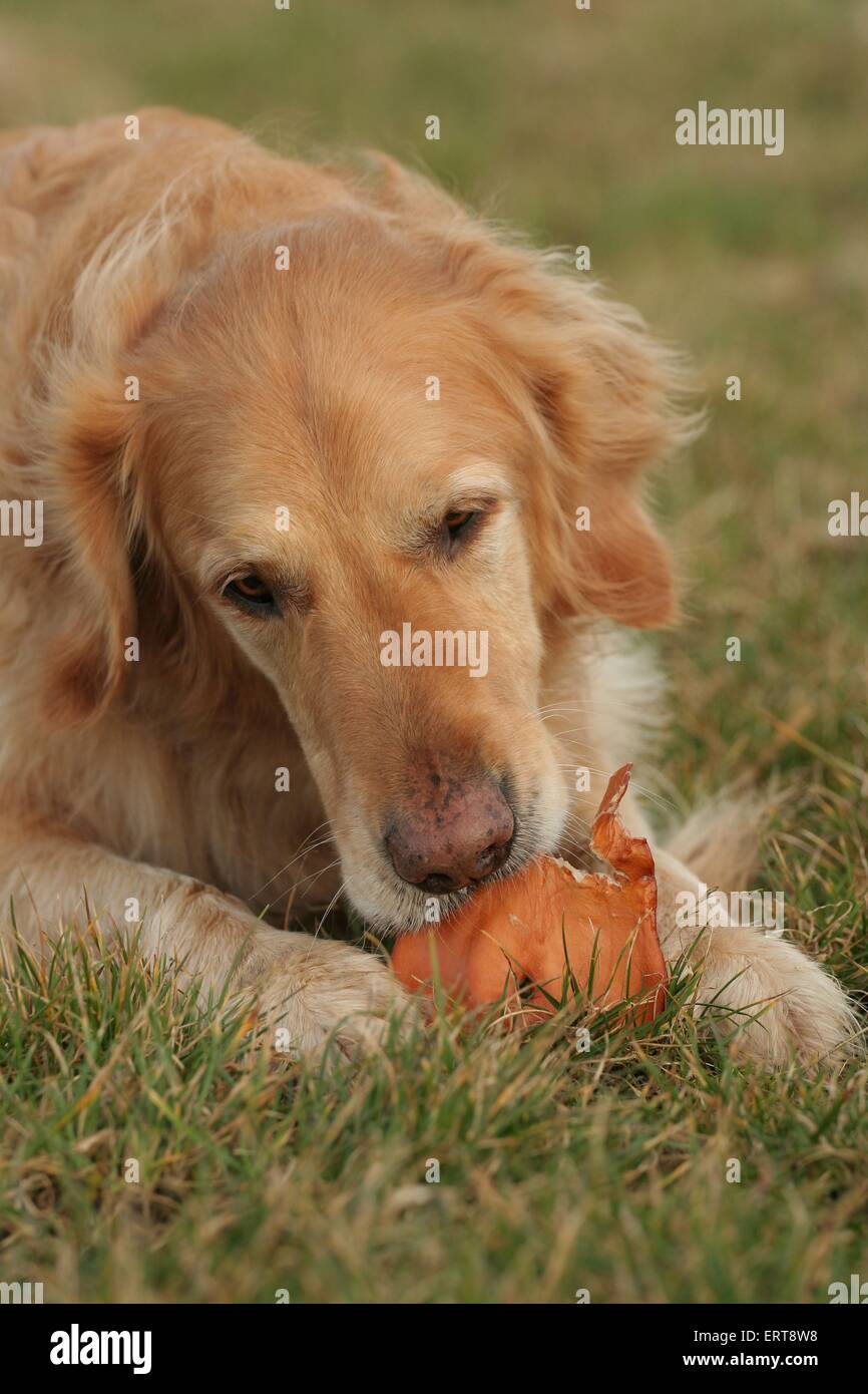 Golden retriever dog eating food hi-res stock photography and images ...