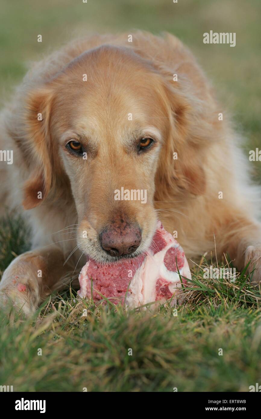 Golden Retriever eats meat Stock Photo - Alamy
